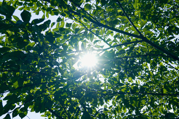 NECSUSとは｜オンラインでGreen MBA®取得を目指すビジネススクール